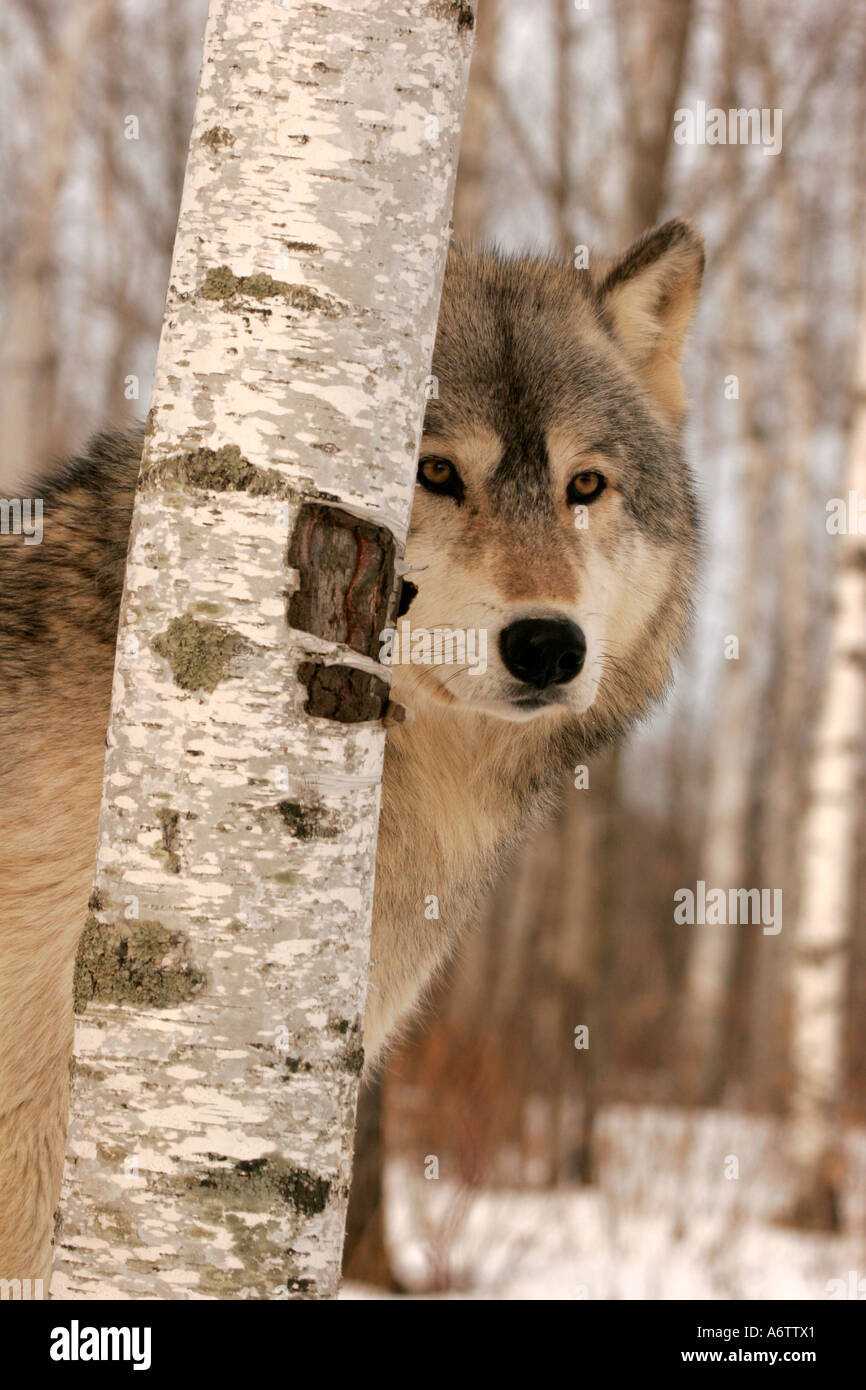 Timber Wolf peeking around a Birch Tree in Northern Minnesota Stock ...