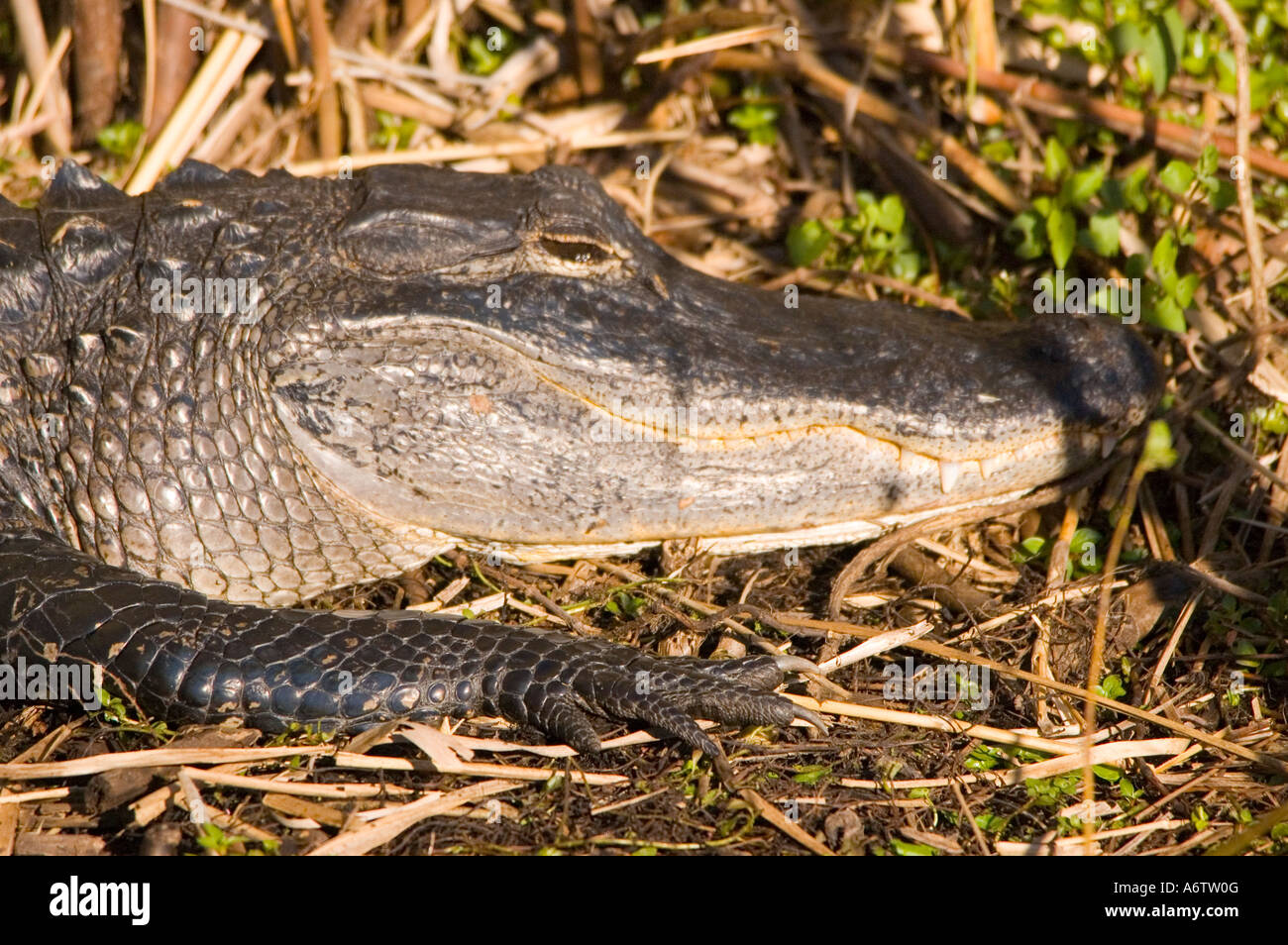 American alligator smiling hi-res stock photography and images - Alamy