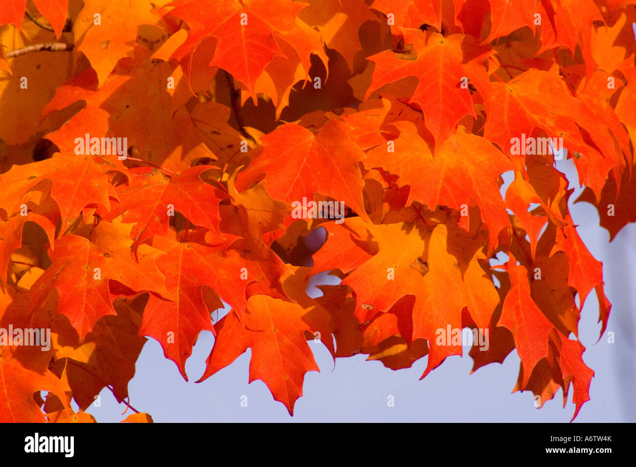 Fall colors bright orange yellow leaves Stock Photo - Alamy