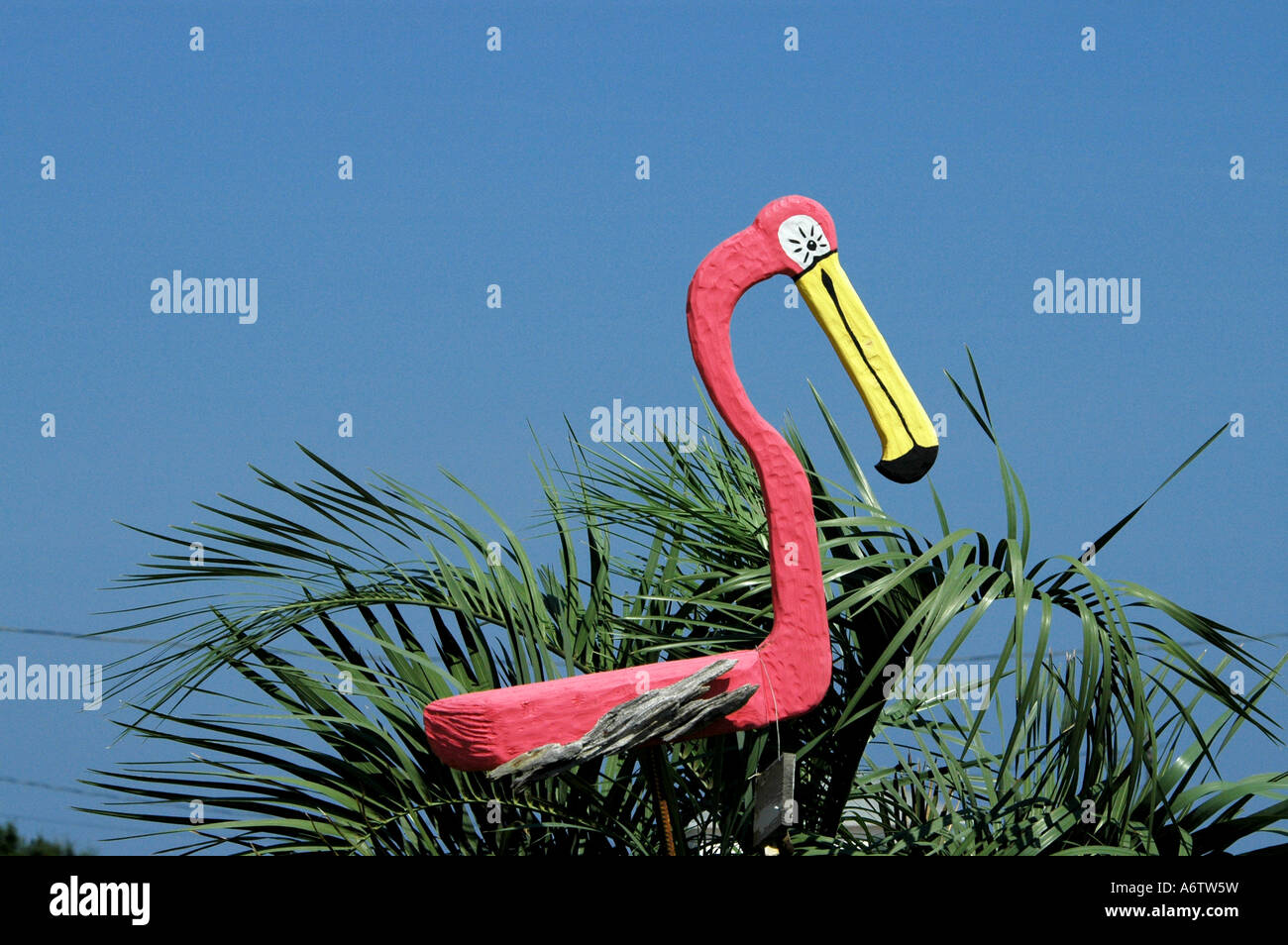 Pink wood Flamingo Florida fl closeup portrait saw palmetto fronds ...