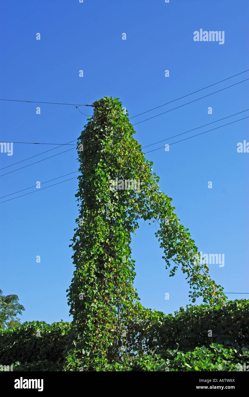 Kudzu invasive exotic plant Florida overgrown power telephone pole open ...