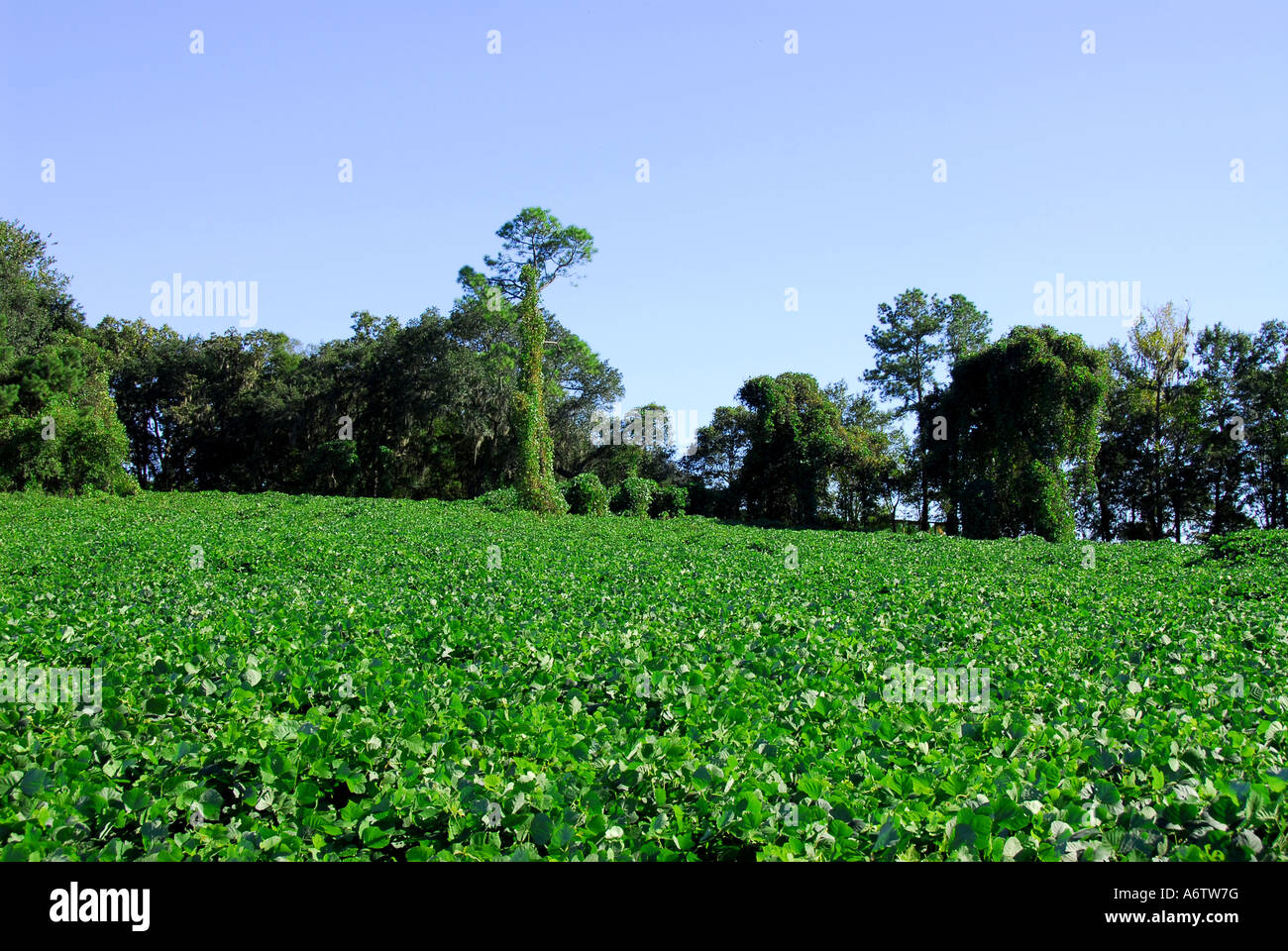 Kudzoo invasive exotic plant Florida open space copy space text space ...