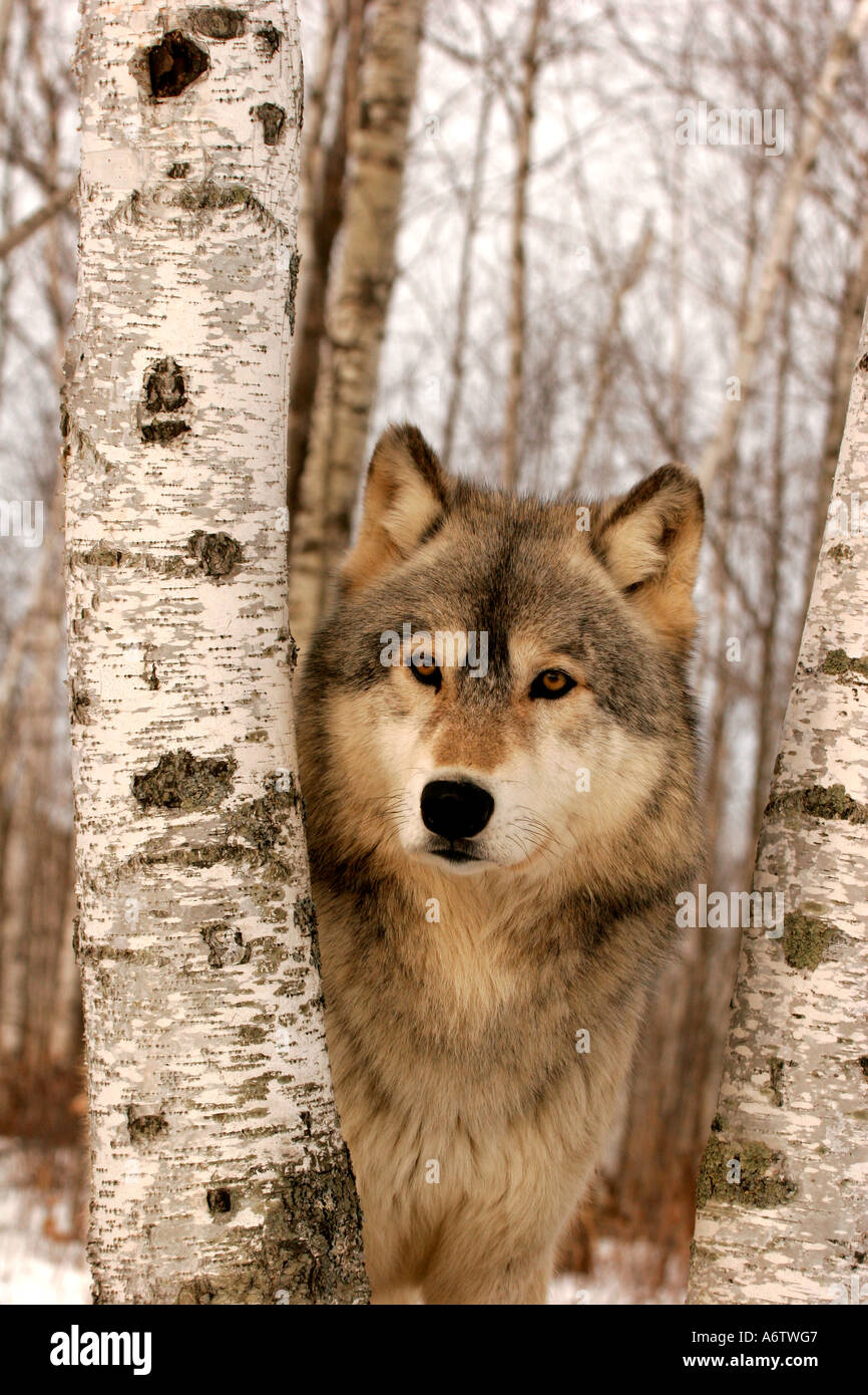 Minnesota wildlife connection hi-res stock photography and images - Alamy
