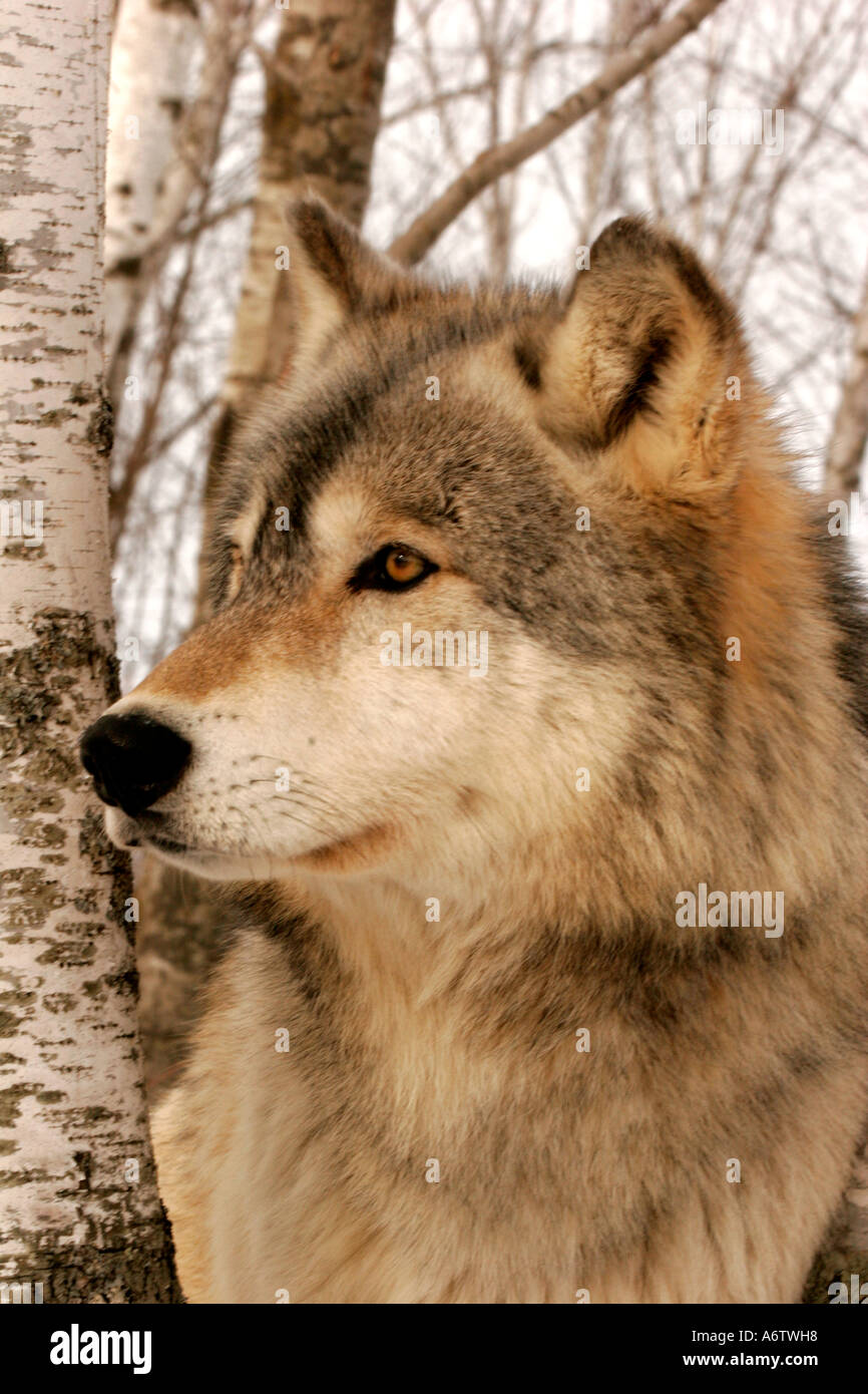 Timber Wolf in Northern Minnesota Stock Photo - Alamy
