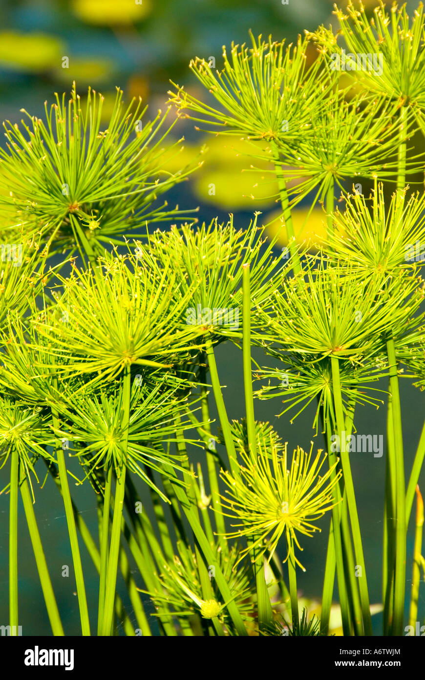 Papyrus water plant detail closeup Stock Photo - Alamy