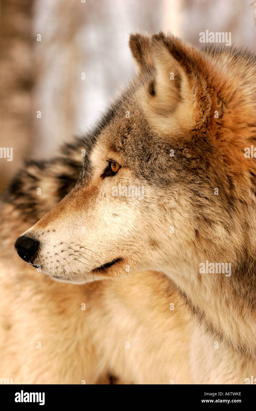 Timber Wolf profile in Northern Minnesota Stock Photo - Alamy