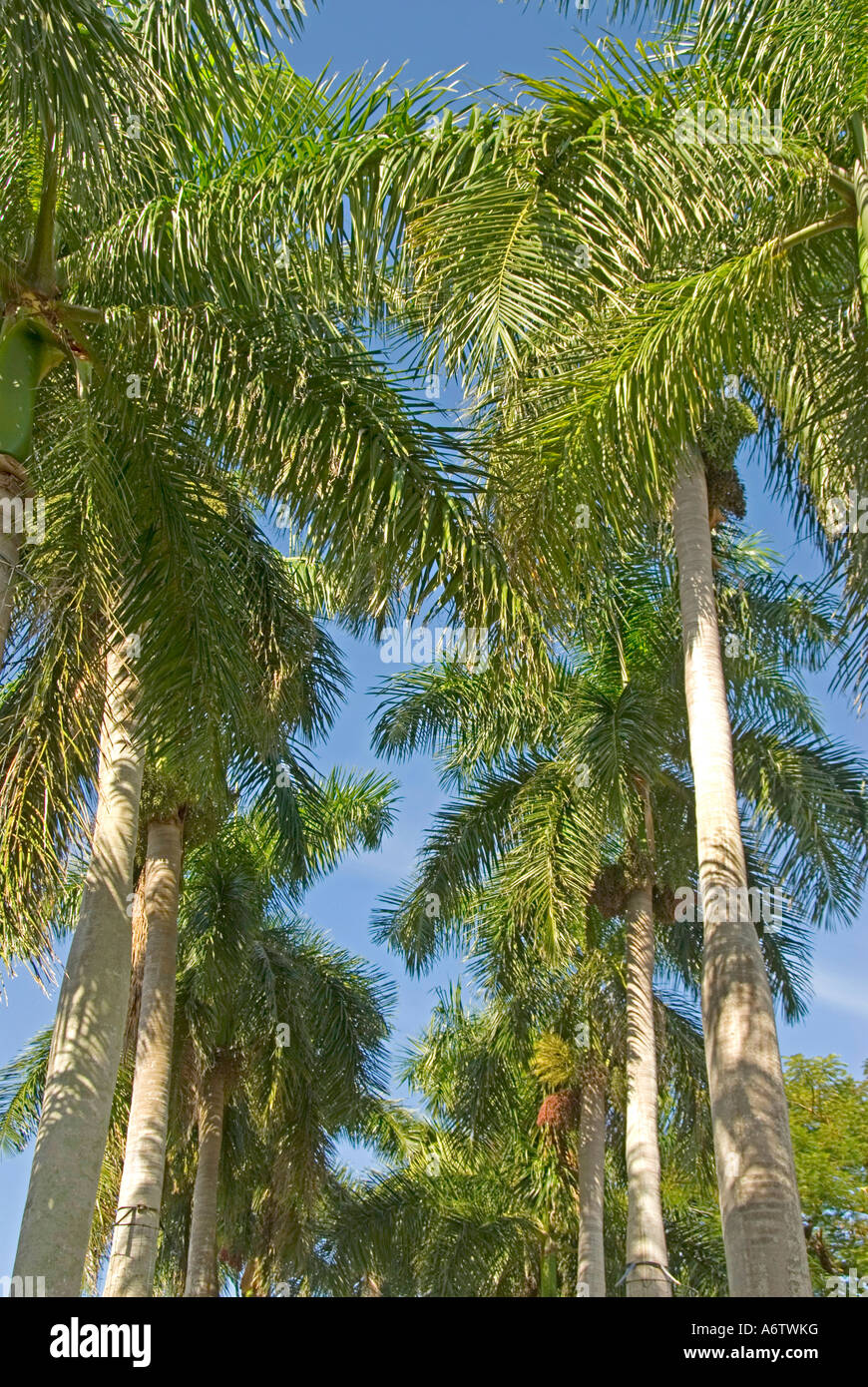 Royal palm trees hi-res stock photography and images - Alamy