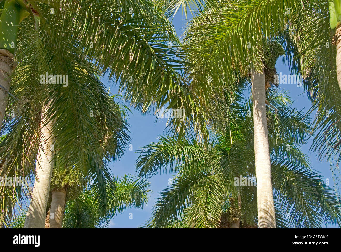 Royal palm trees hi-res stock photography and images - Alamy