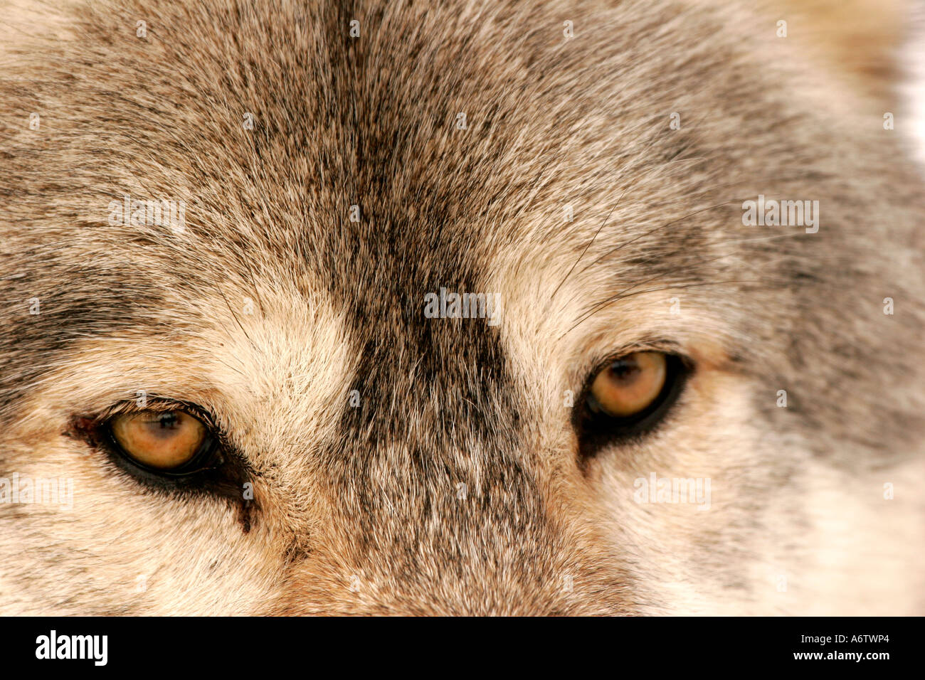 Timber Wolf eyes in Northern Minnesota Stock Photo - Alamy