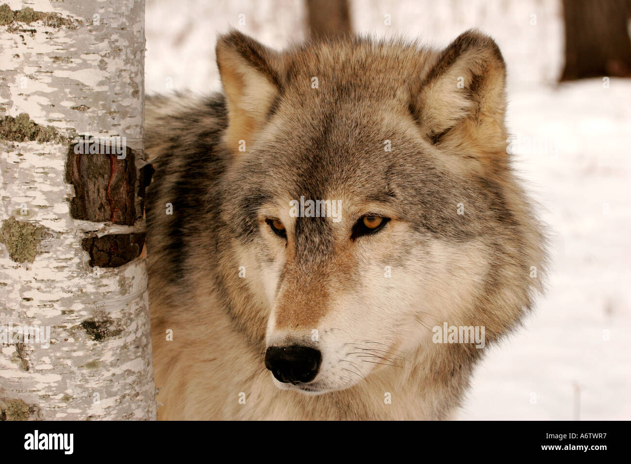 Timber Wolf in Northern Minnesota Stock Photo - Alamy