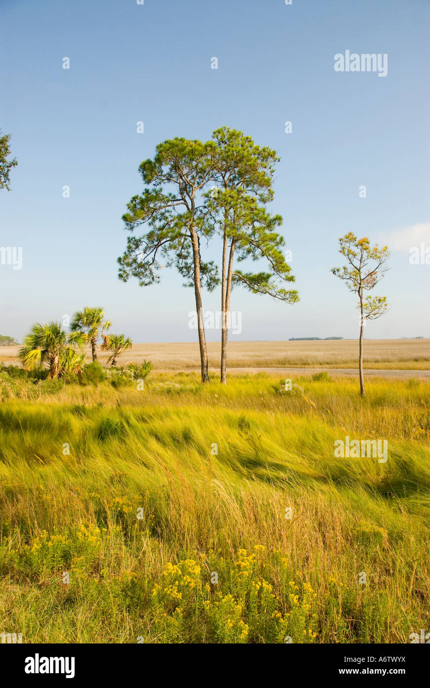 St. Marks National Wildlife Refuge Florida Mounds Pool Trail Stock ...