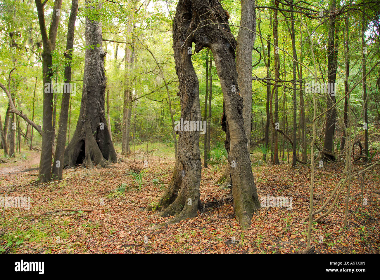 Suwannee River State Park, Florida limestone sink trail Stock Photo - Alamy