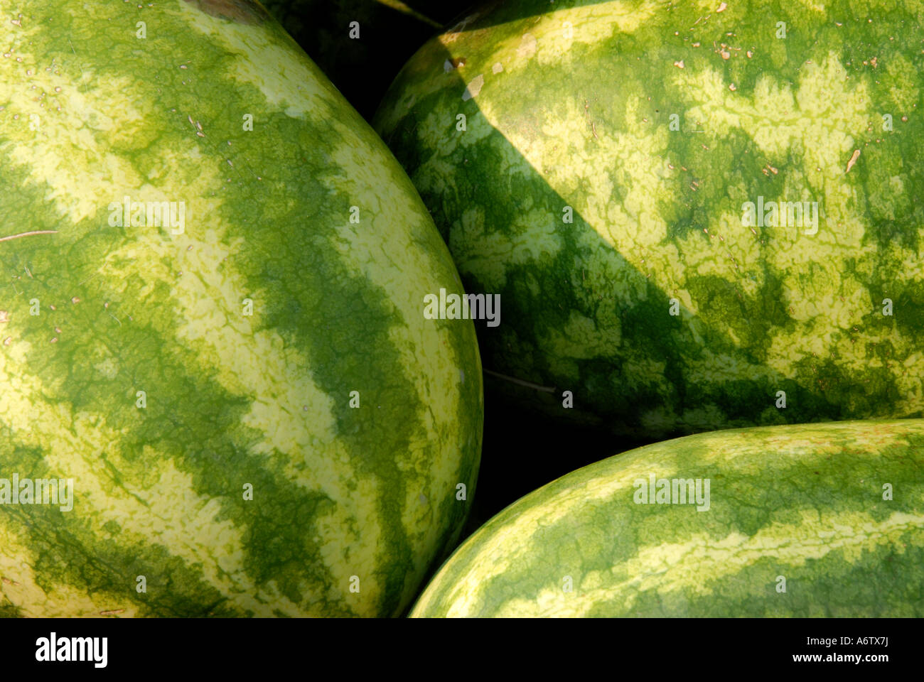 Watermelon three melon closeup display Stock Photo - Alamy