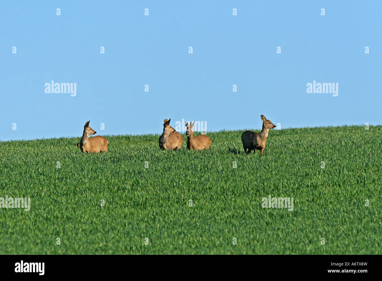Capreolus capreolus gruppe hi-res stock photography and images - Alamy
