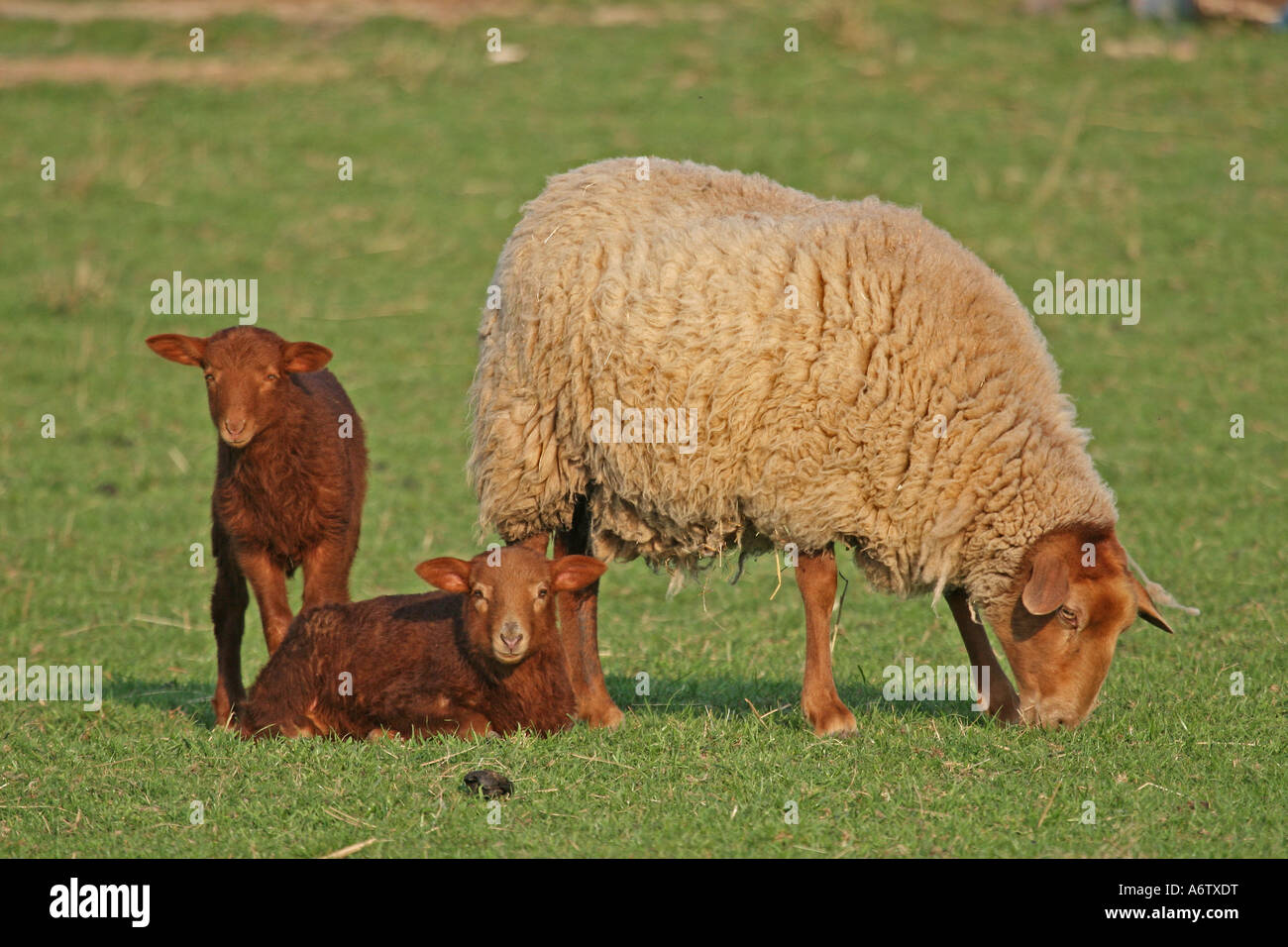 Domestic Sheep Ovis gmelini aries Stock Photo - Alamy