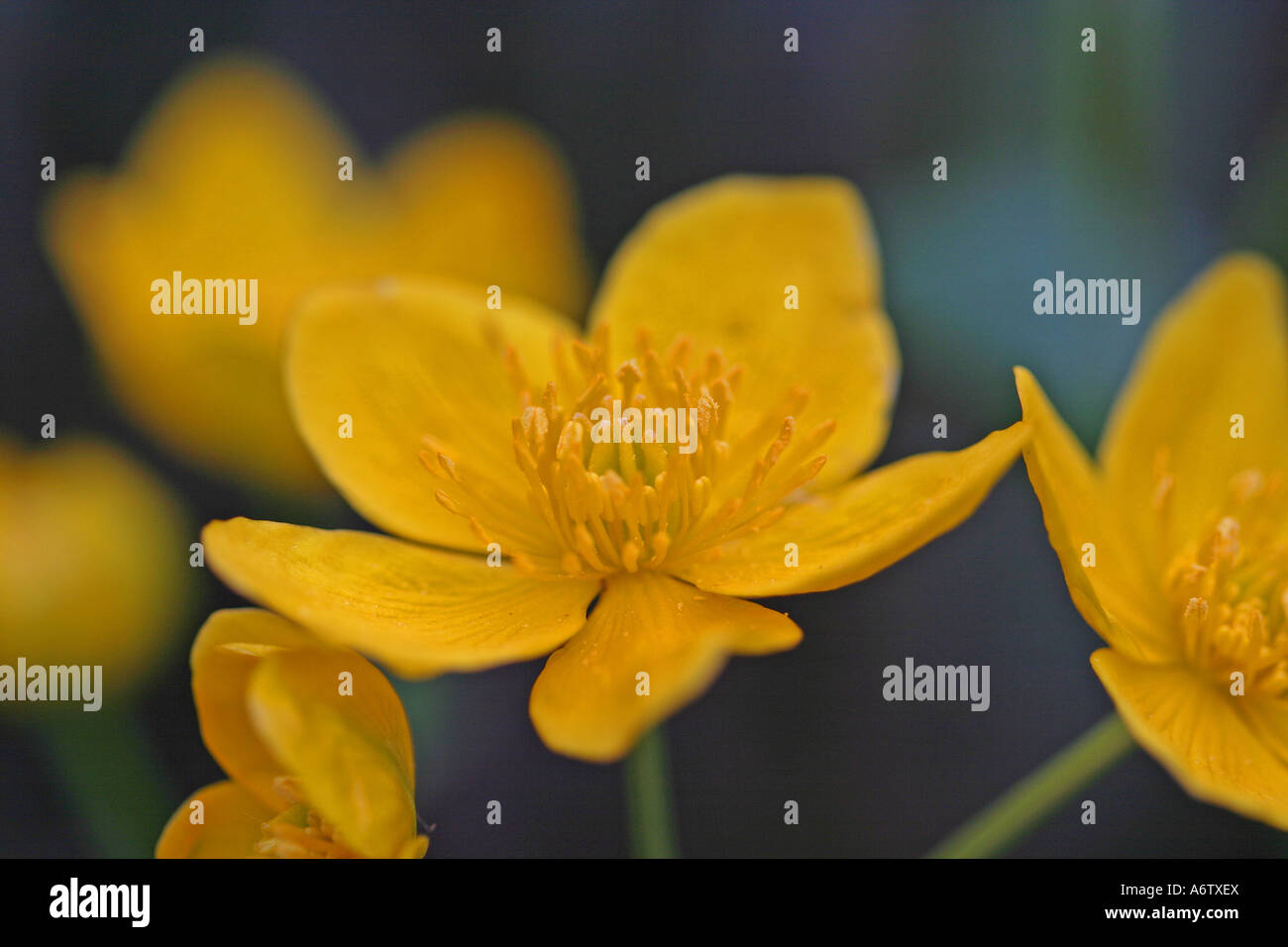 Marsh Marigold, caltha palustris Stock Photo - Alamy