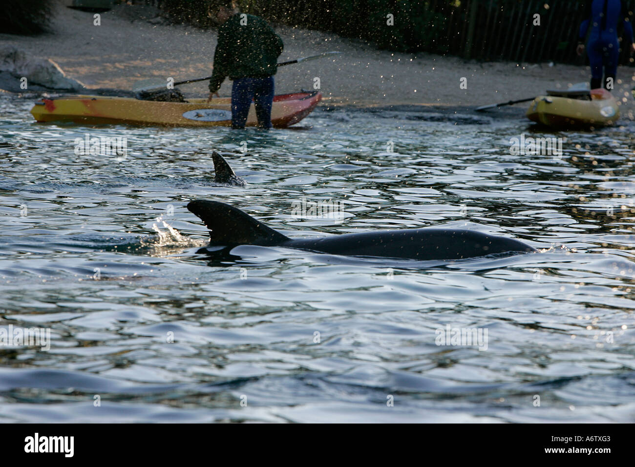 Dolphin with fins above water bottle nose fish aquarium tank animal ...