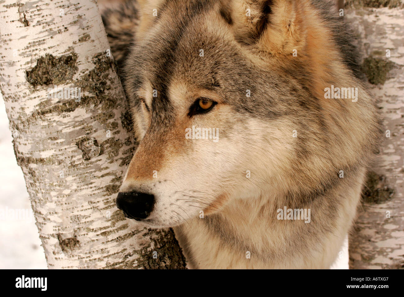 Timber Wolf in Northern Minnesota Stock Photo - Alamy