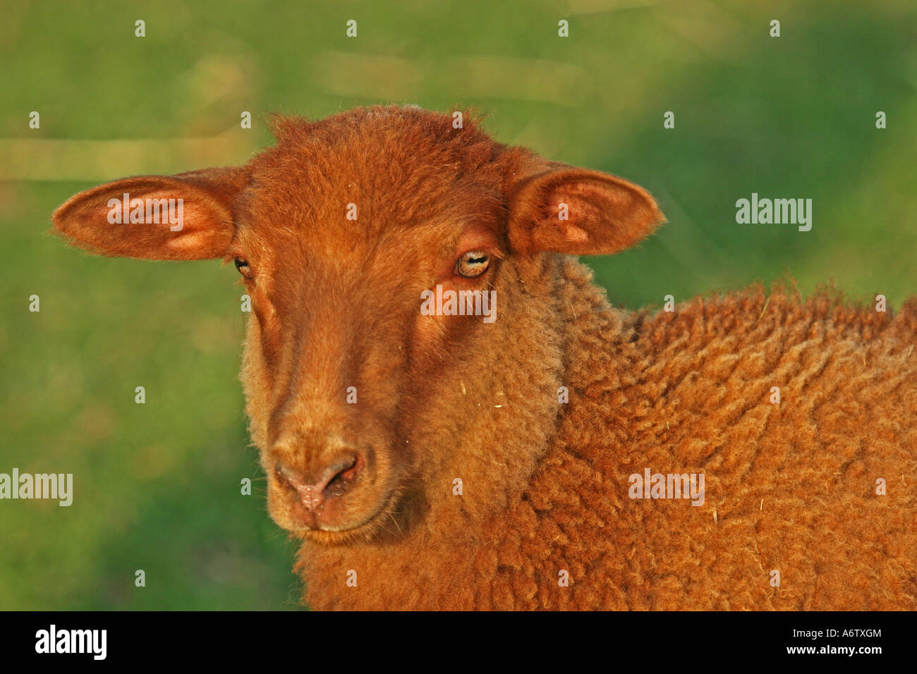 Domestic Sheep Ovis gmelini aries Stock Photo - Alamy