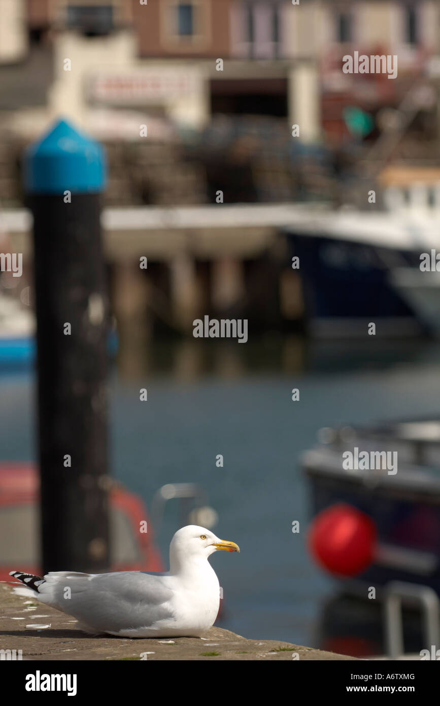 Arbroath harbour scotland Stock Photo - Alamy