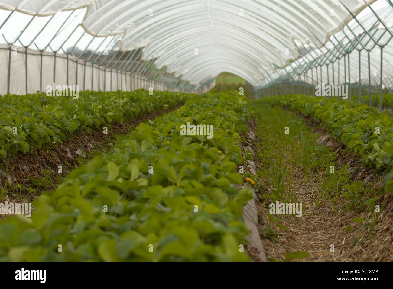 Growing strawberries in polytunnels in hi-res stock photography and ...