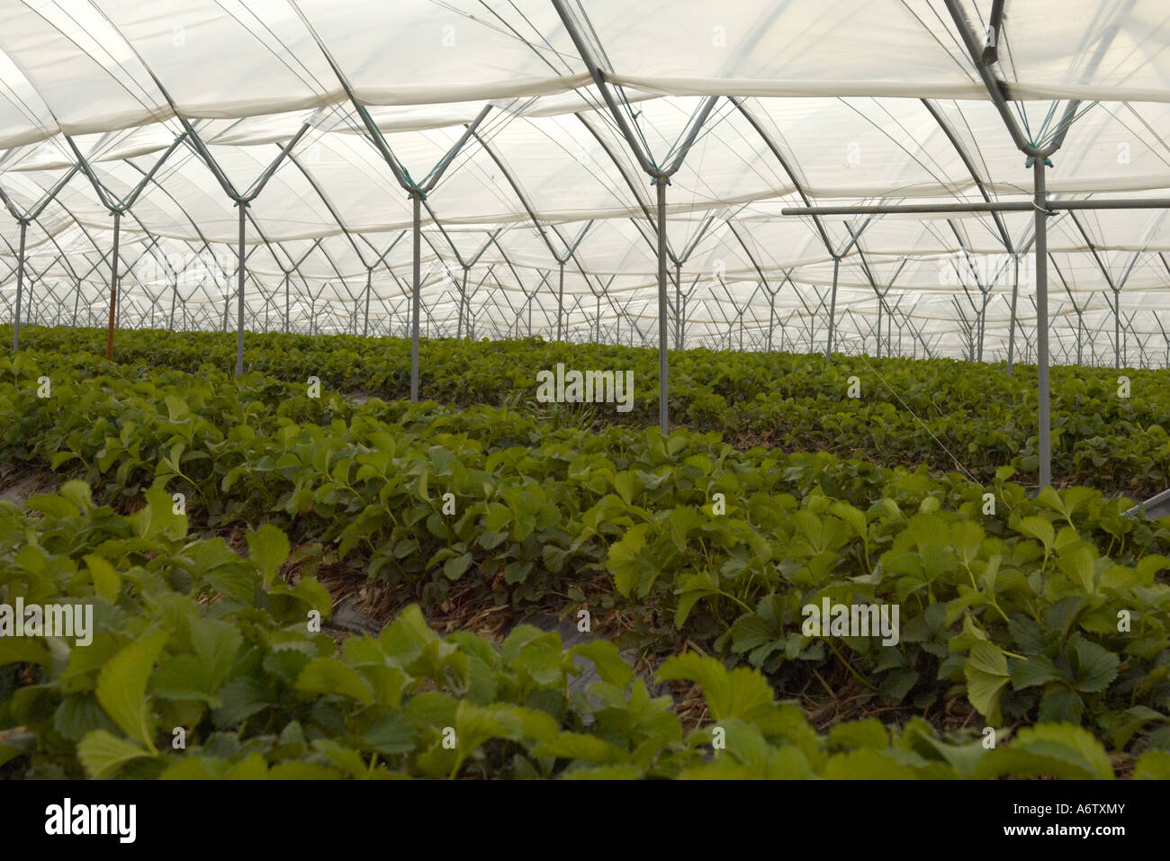 Vegetables growing in polytunnel greenhouse Stock Photo - Alamy