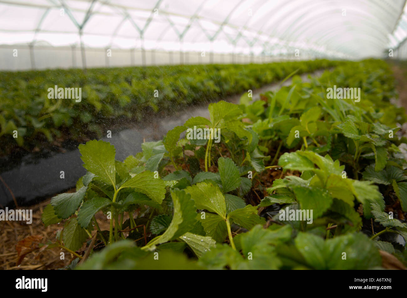 Growing strawberries in polytunnels in hi-res stock photography and ...