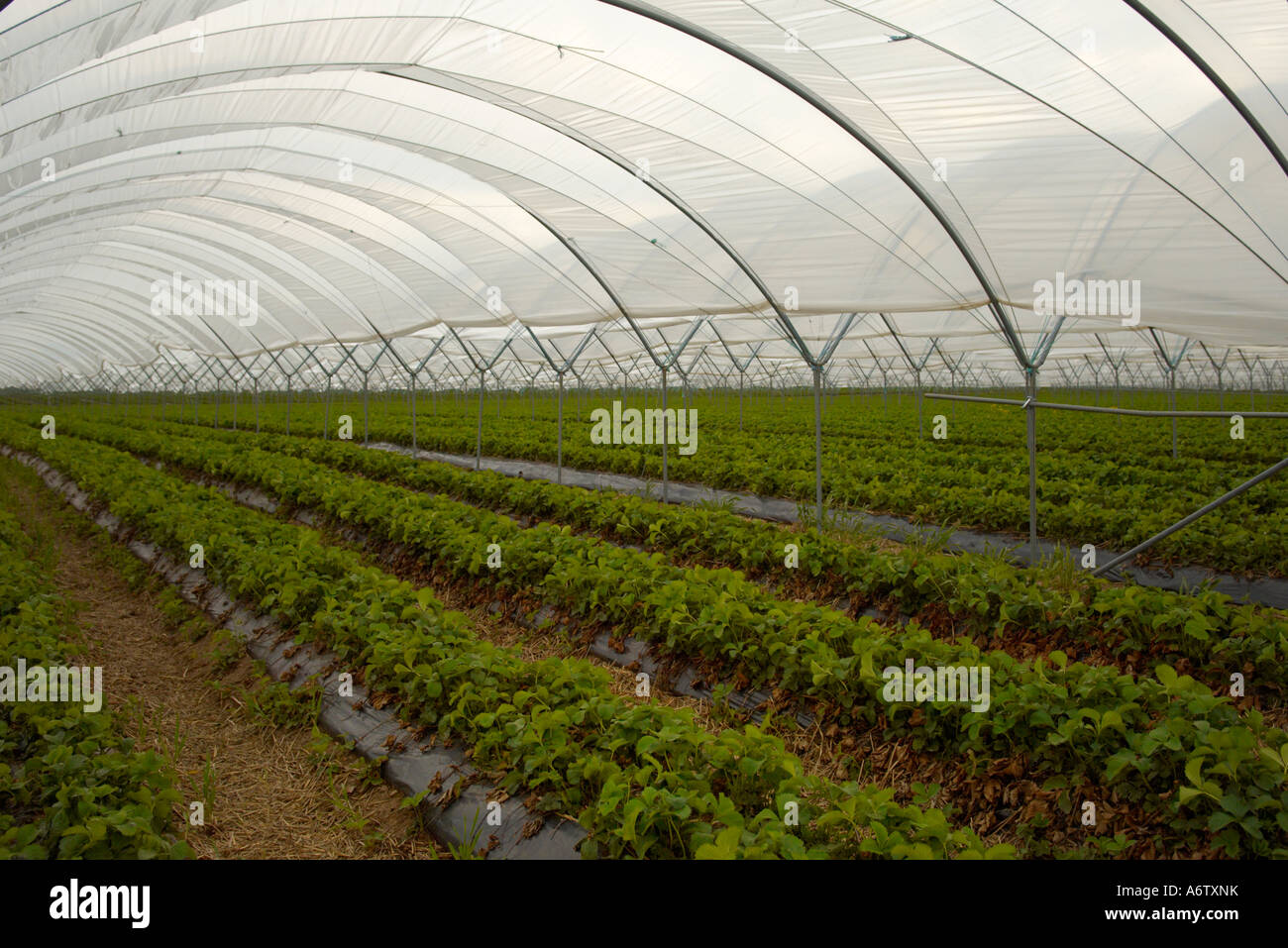 Vegetables growing in polytunnel greenhouse Stock Photo - Alamy