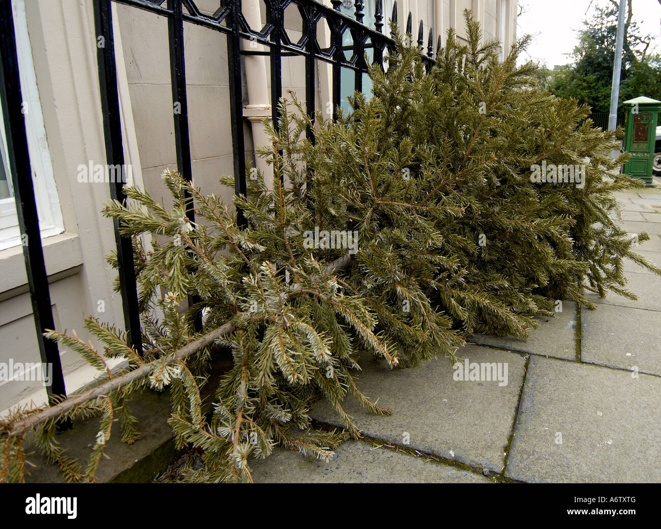 Abandoned Christmas tree in city street Stock Photo - Alamy