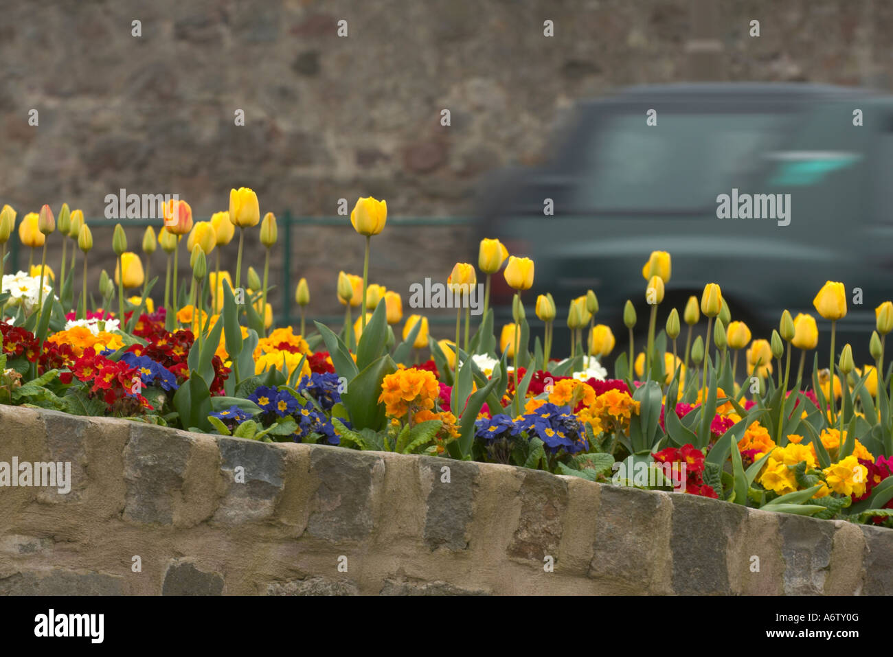Flowers in the urban traffic Stock Photo - Alamy