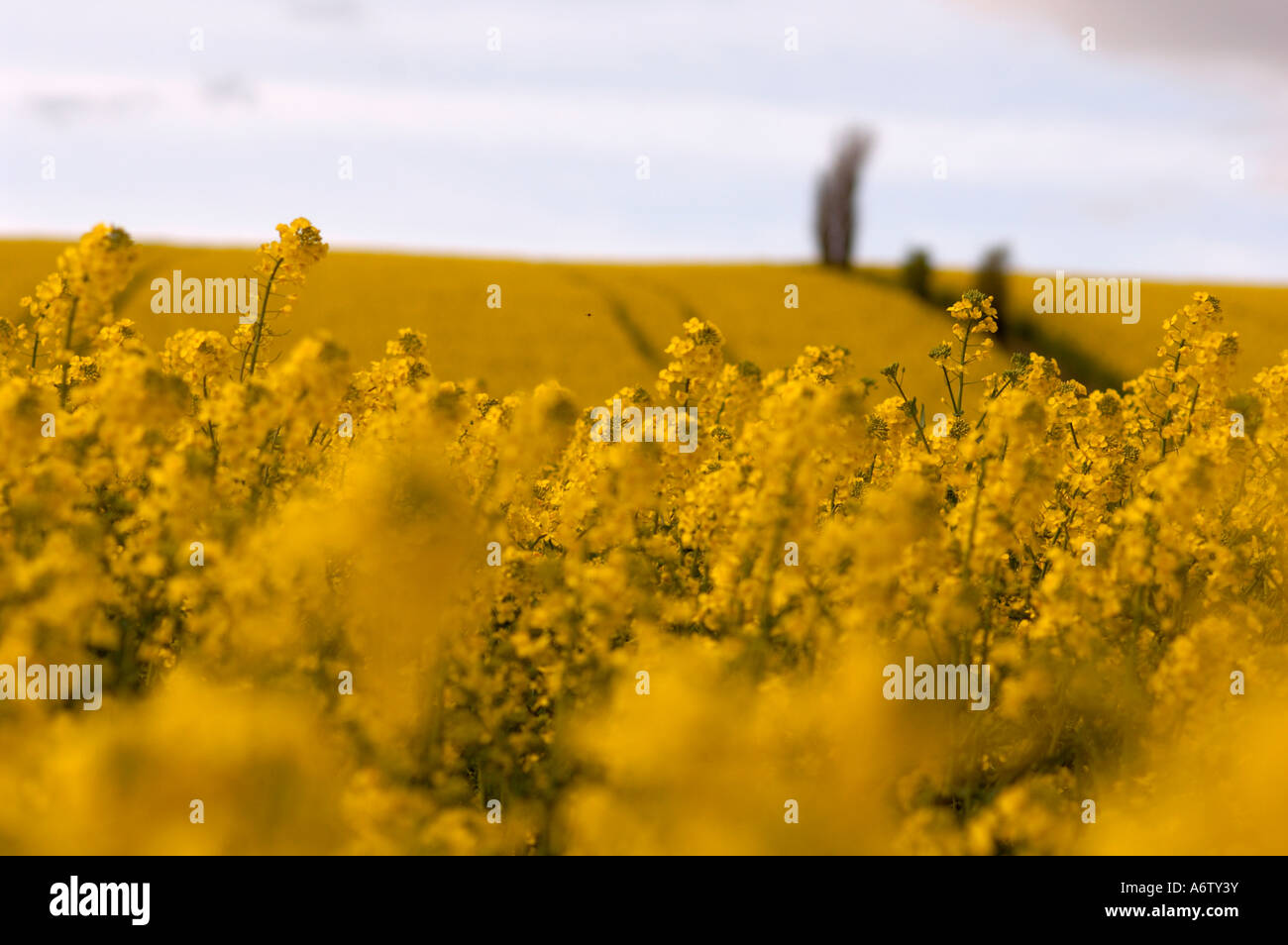 Golden field of oilseed rape flowers Stock Photo - Alamy
