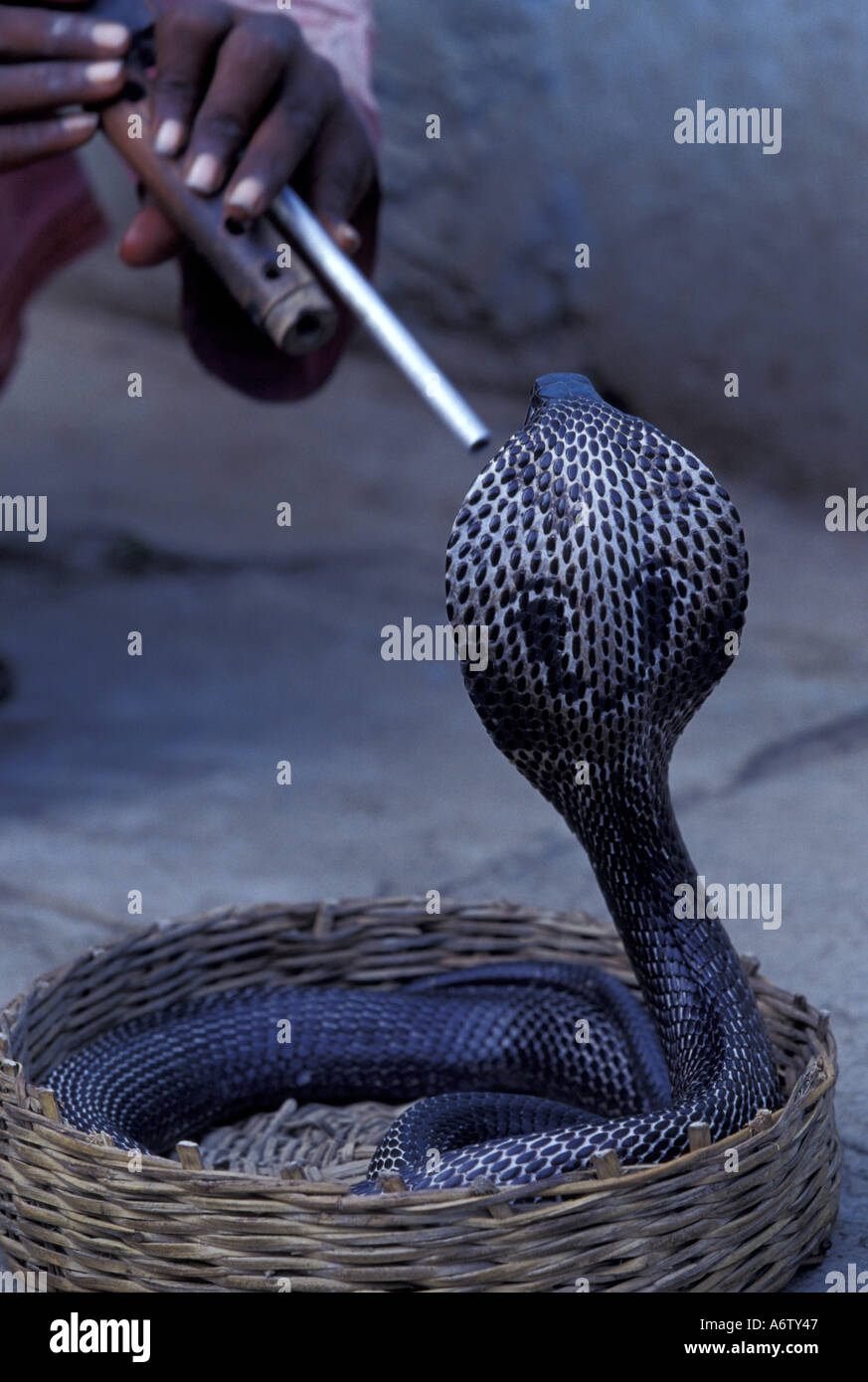 India, Varanasi Region, Snake Charmer Stock Photo - Alamy