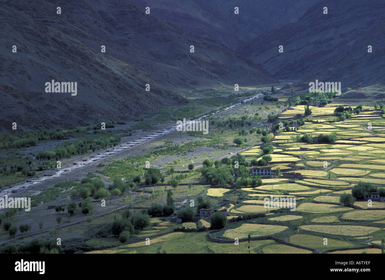 Asia, Northern India, Ladakh, Matho valley. terraced fields of barley ...