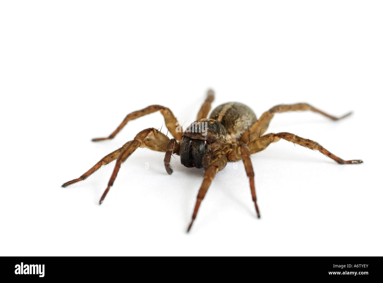 Spider on a White Background Stock Photo - Alamy
