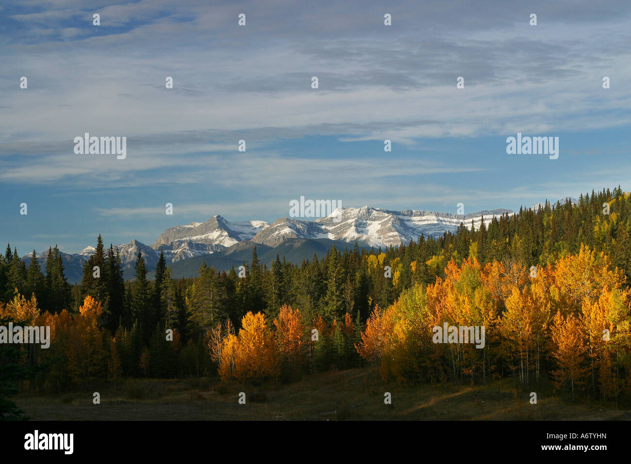 Fall forest, Herbst-Wald in den Rocky Mountains, David Thompson Country ...