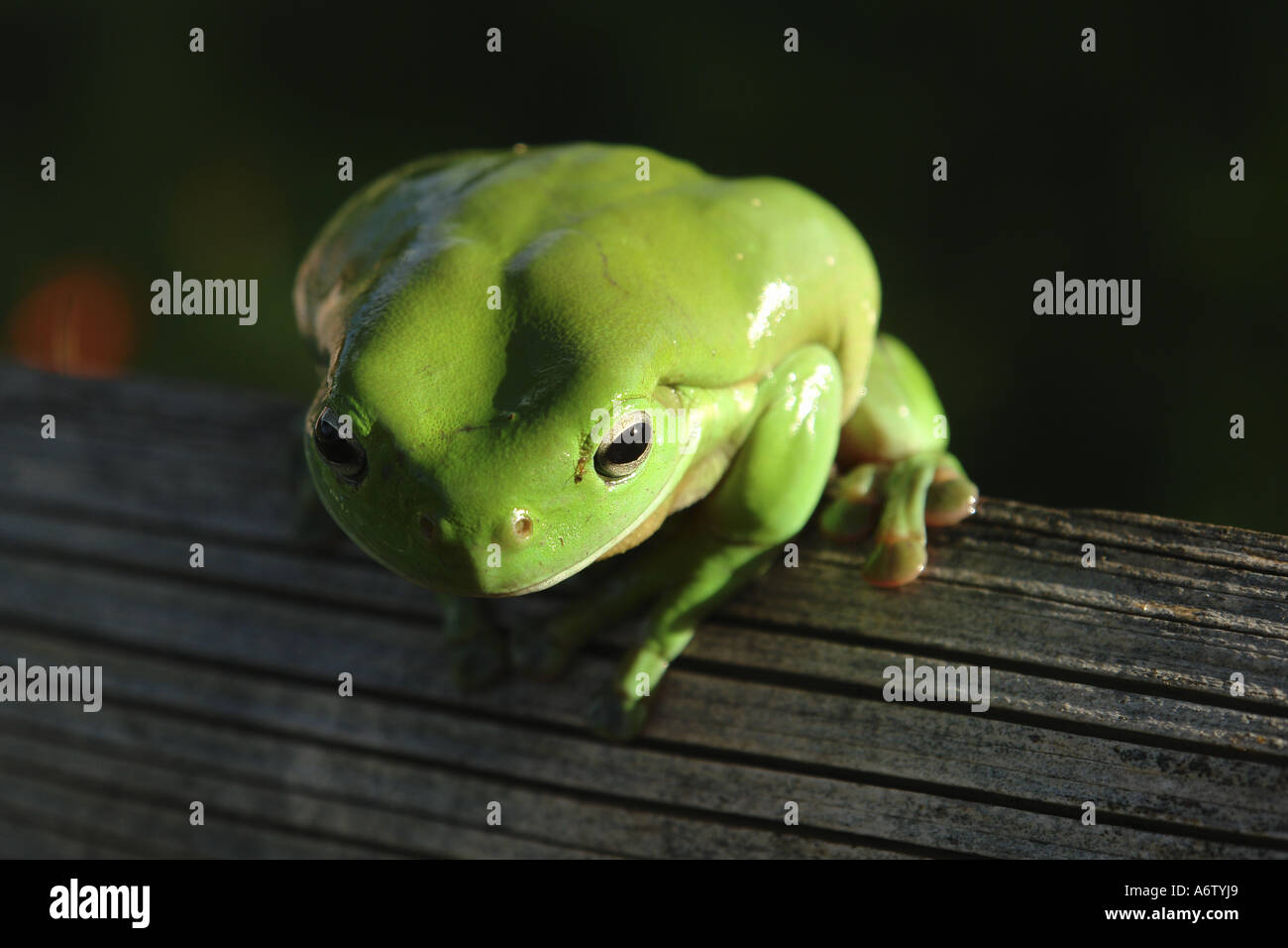 australian green treefrog sitting on palm seedpod Stock Photo - Alamy