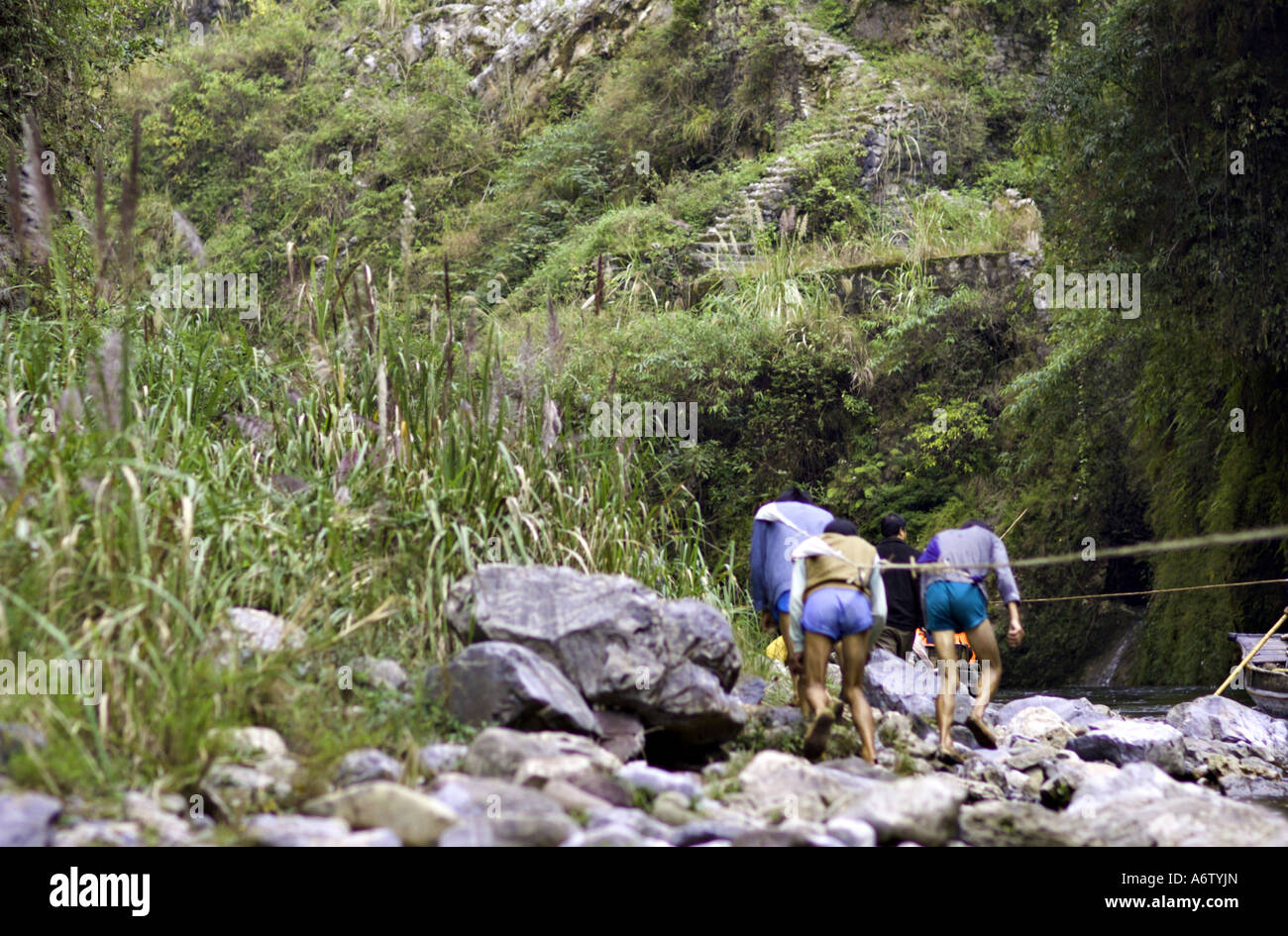 CHINA YANGTZE RIVER Strong muscles and sinewy legs of a peapod boatmen ...