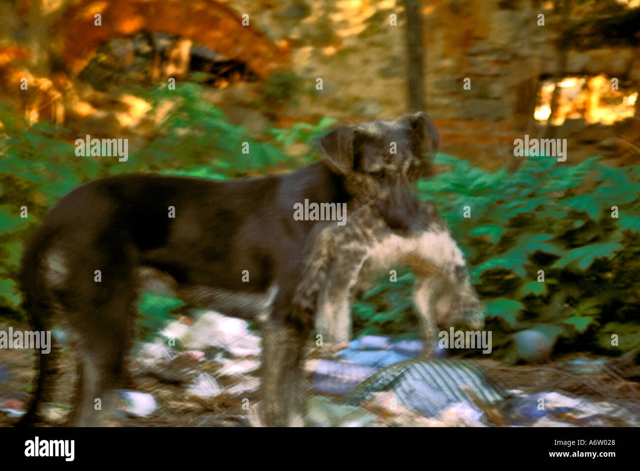 Dog killer grass hi-res stock photography and images - Alamy