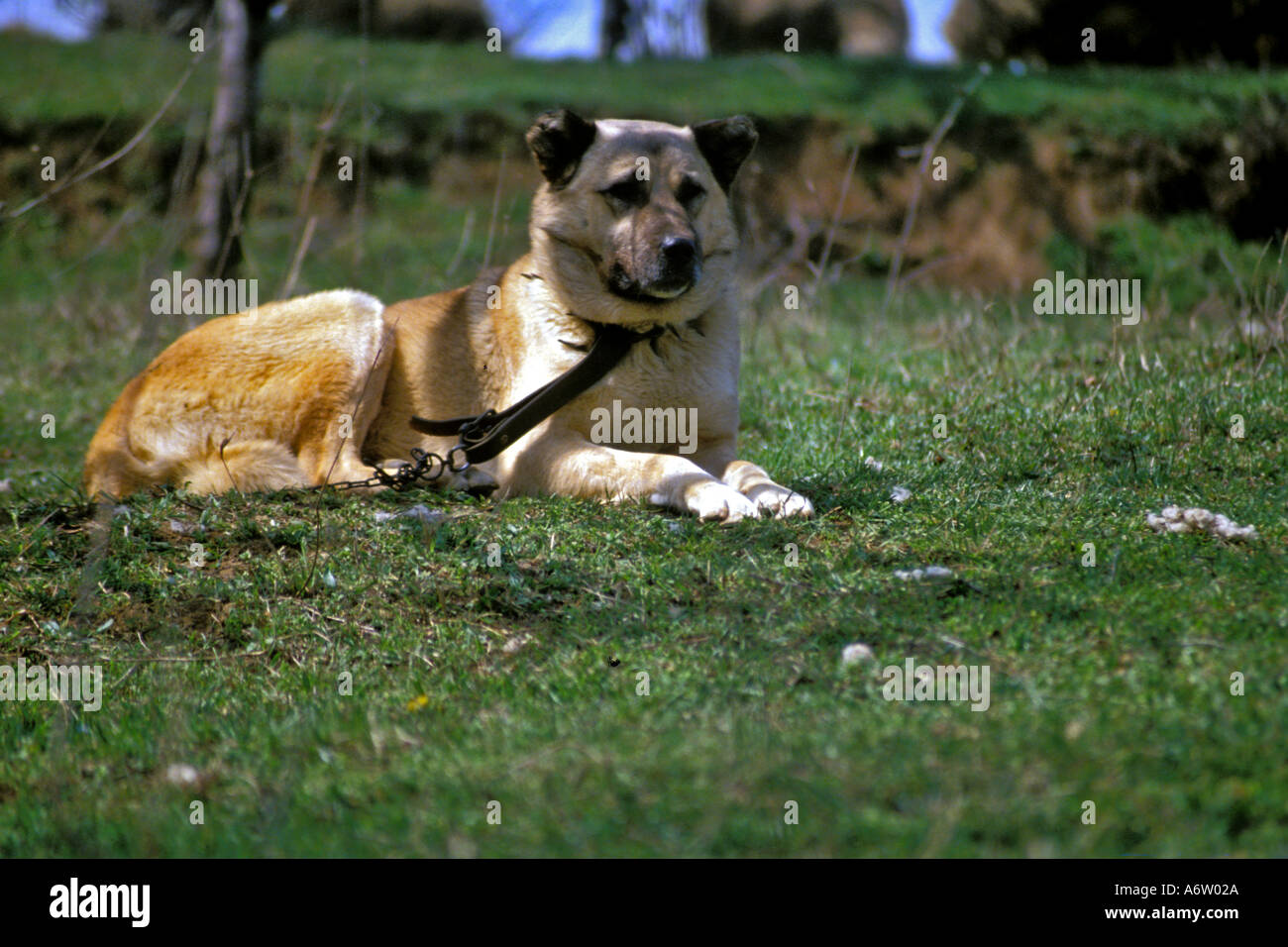 Sheepdog with collar hi-res stock photography and images - Alamy