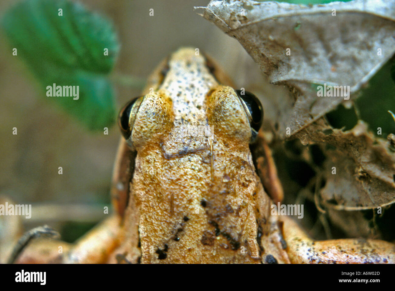 Lifecycle of a frog hi-res stock photography and images - Alamy