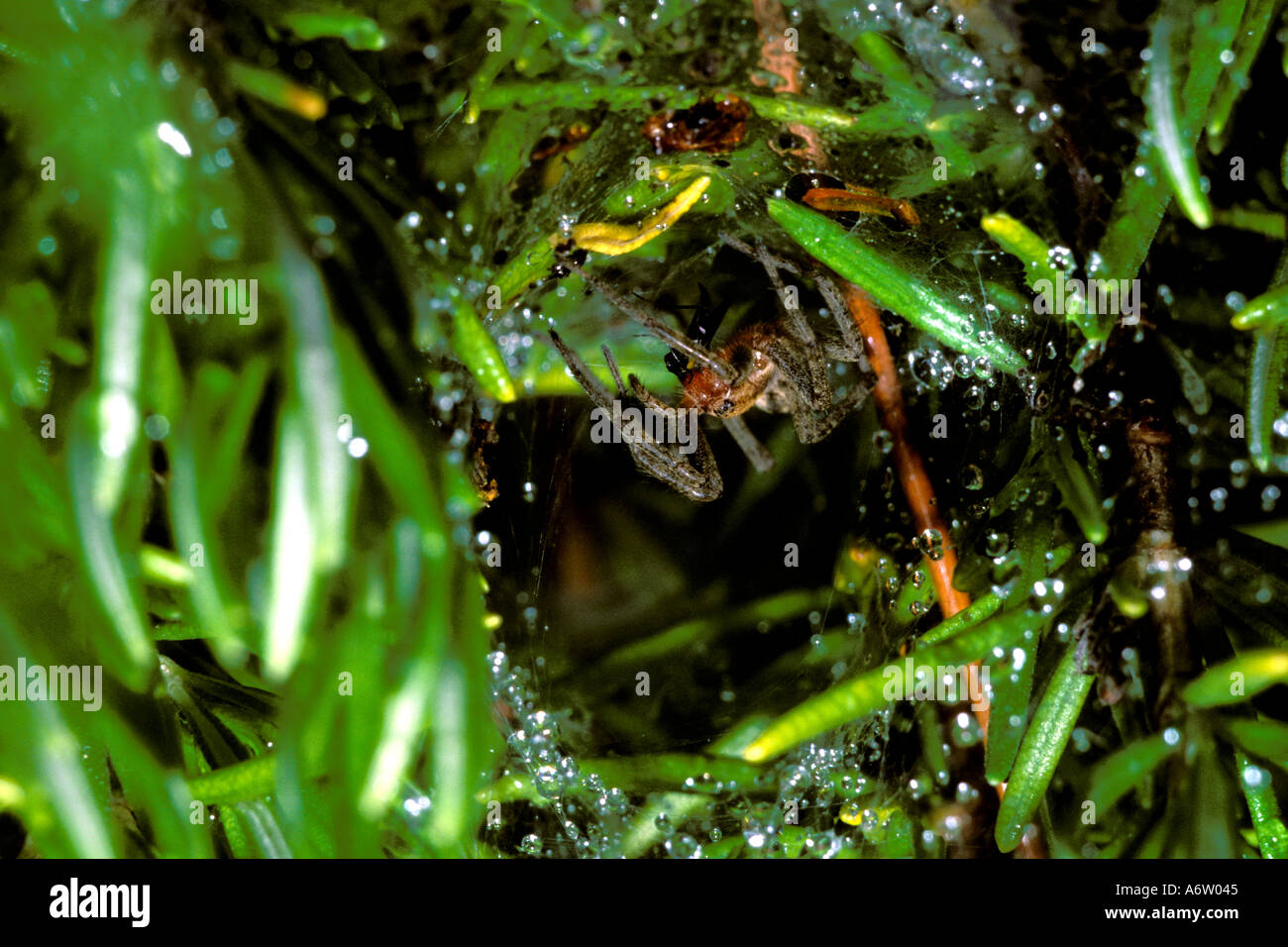 Spider lifecycle hi-res stock photography and images - Alamy