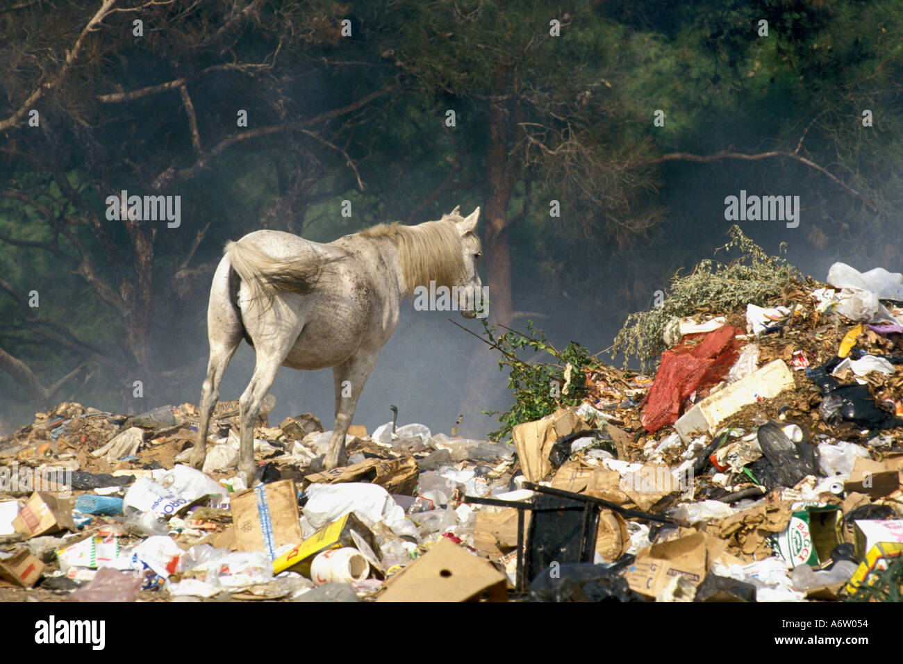 horse are on the dumping ground Stock Photo - Alamy