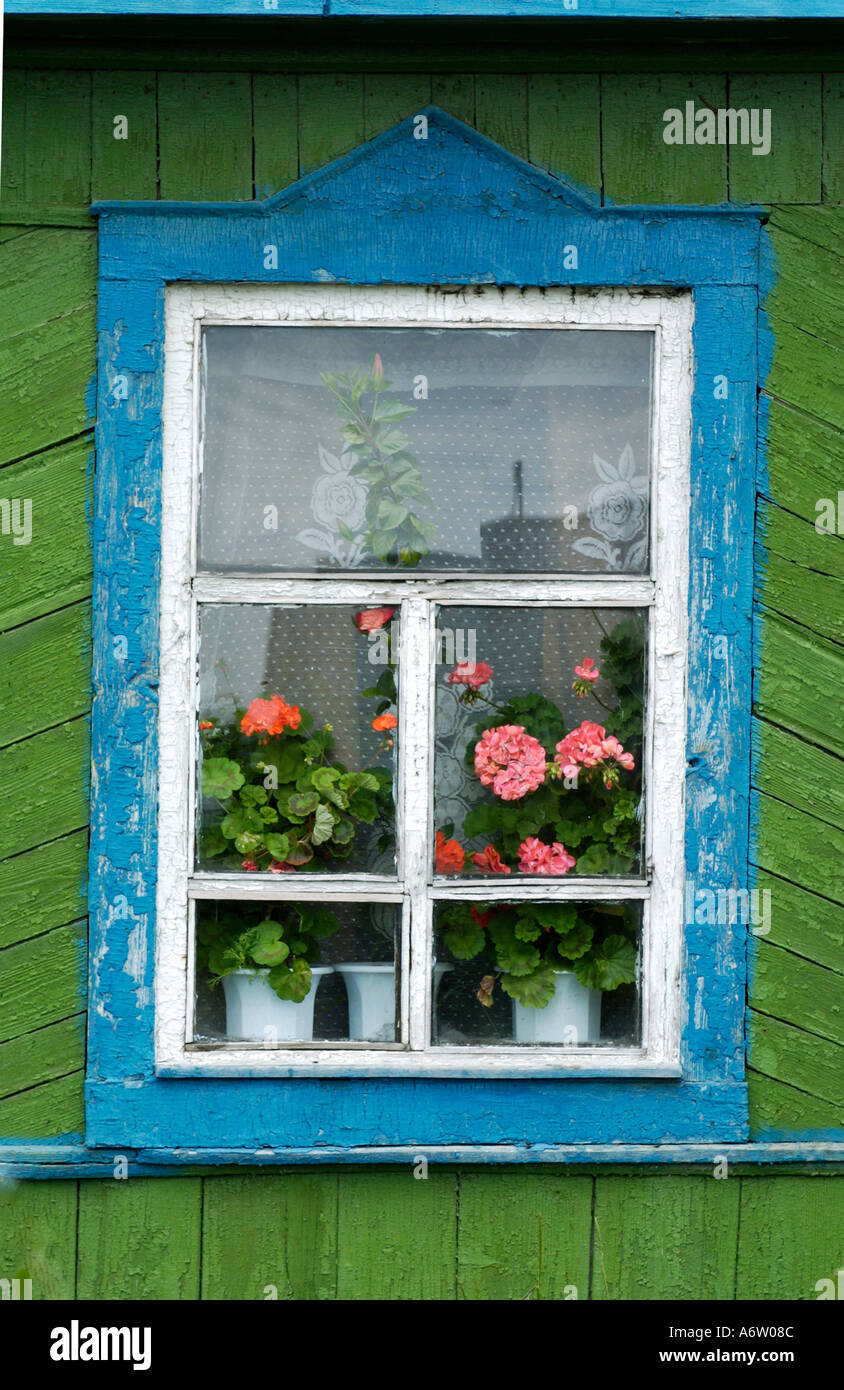 A pretty window flower display in an old wooden house in Kholmsk on ...