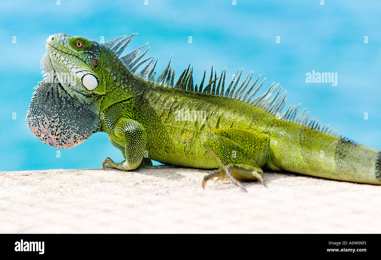 Iguana scales colourful hi-res stock photography and images - Alamy