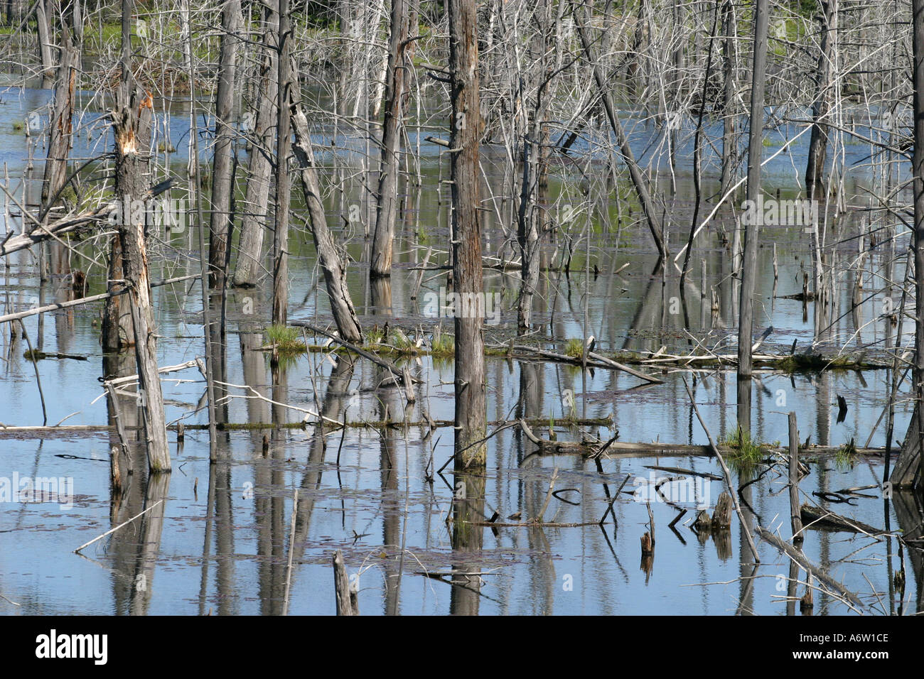 dead tree trunks in water Stock Photo - Alamy