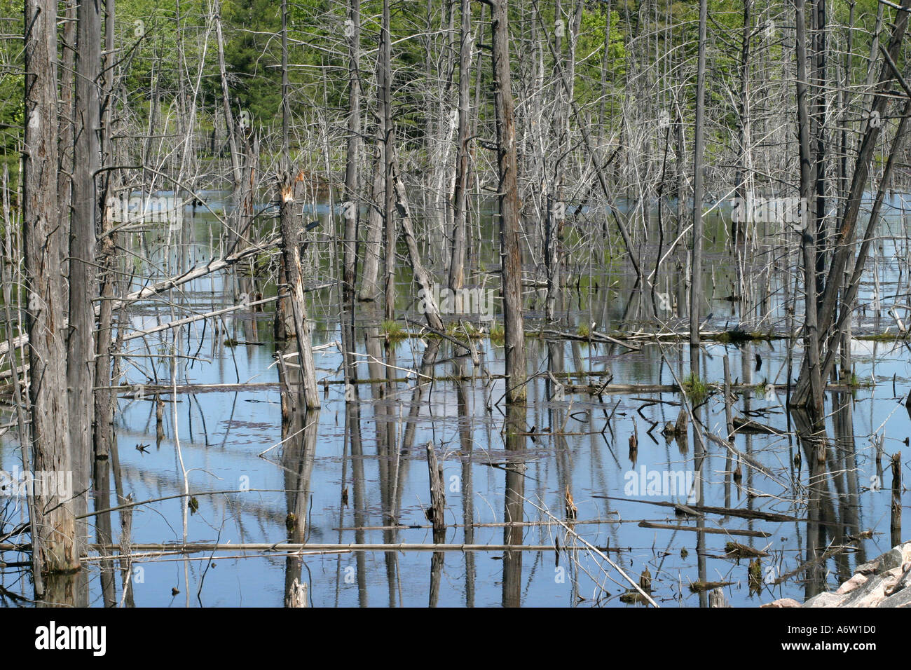dead trees in swamp Stock Photo - Alamy