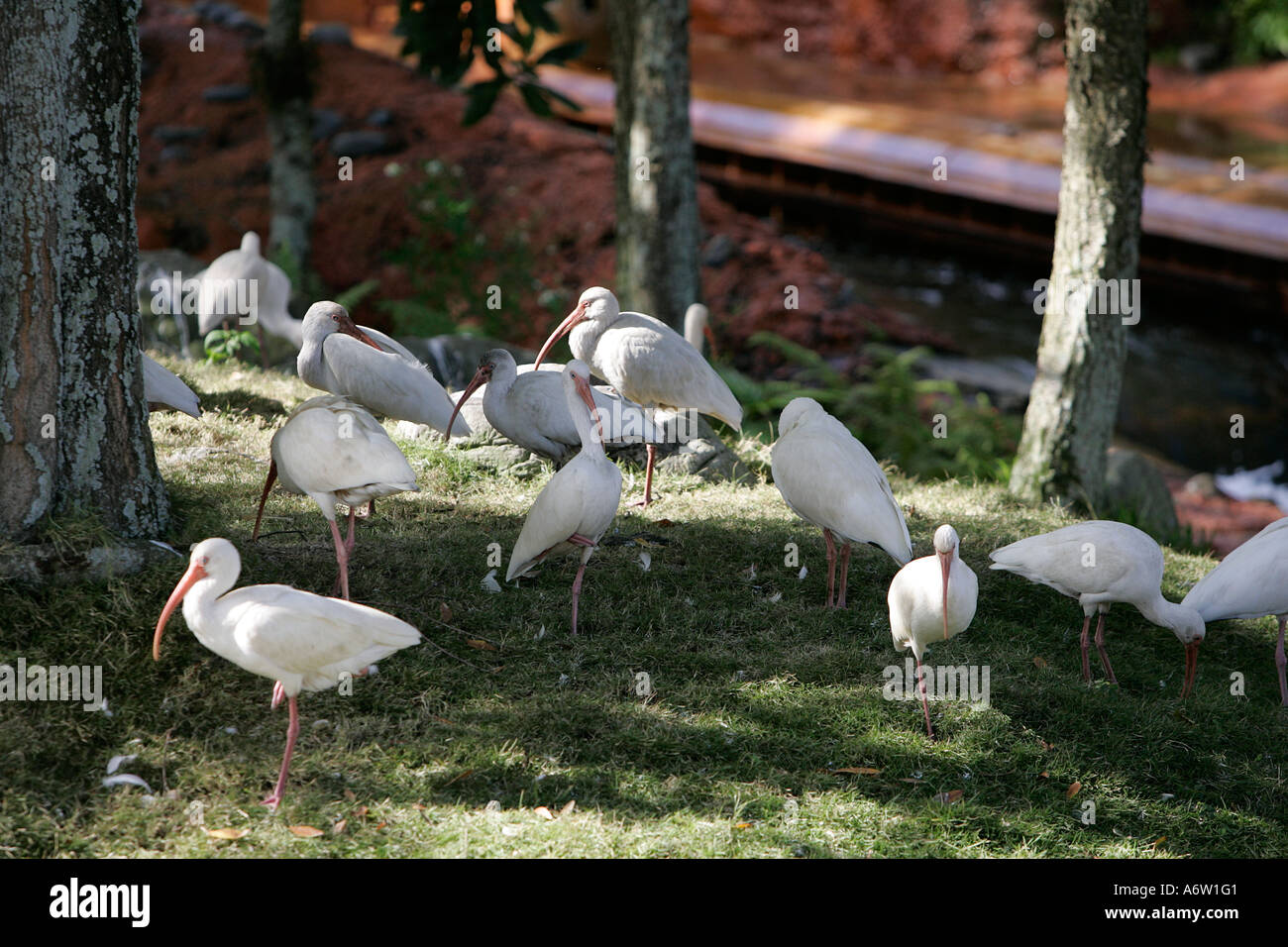 bird Sea World Magic Kingdom at Walt Disney World in Lake Buena Vista ...