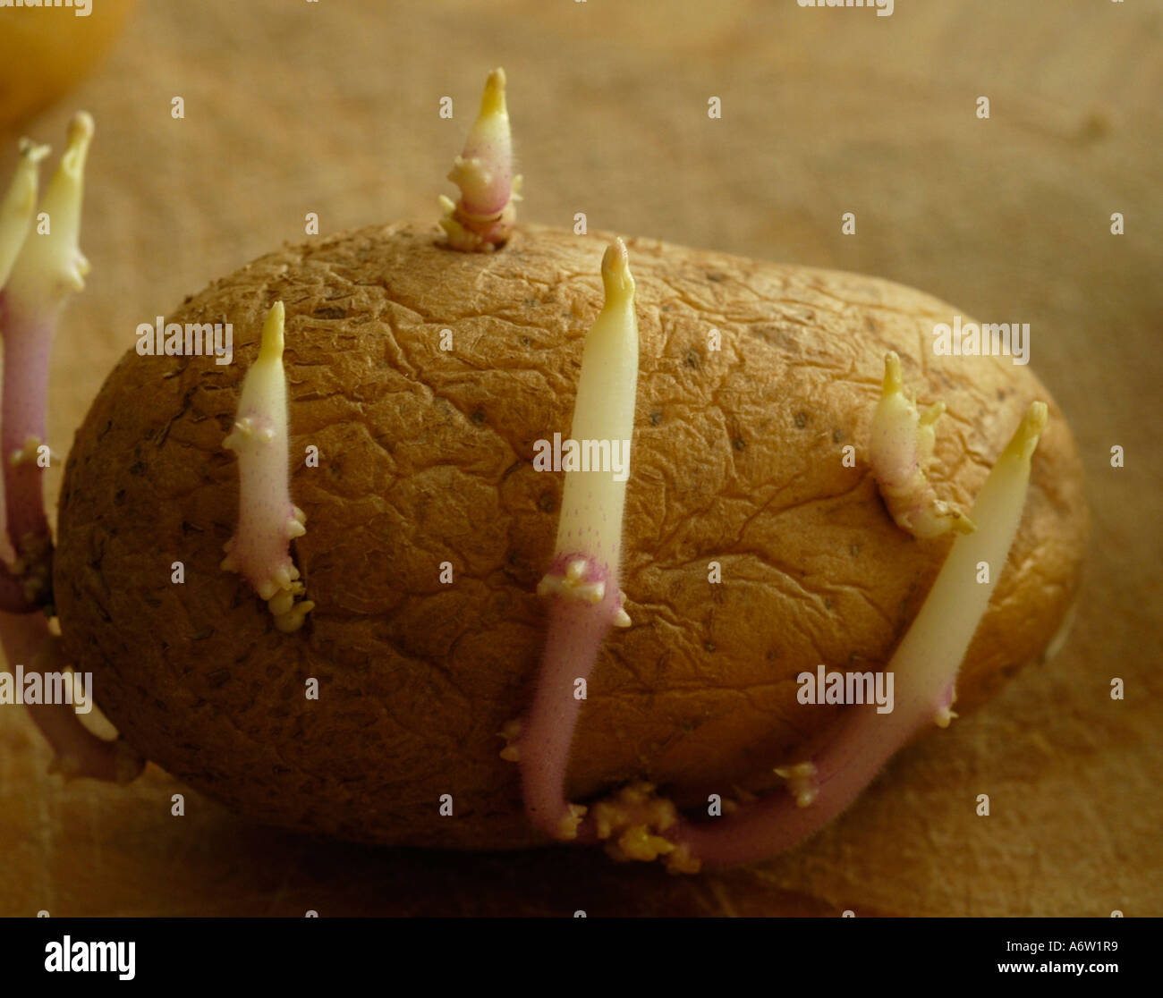 Sprouted potatoe hi-res stock photography and images - Alamy
