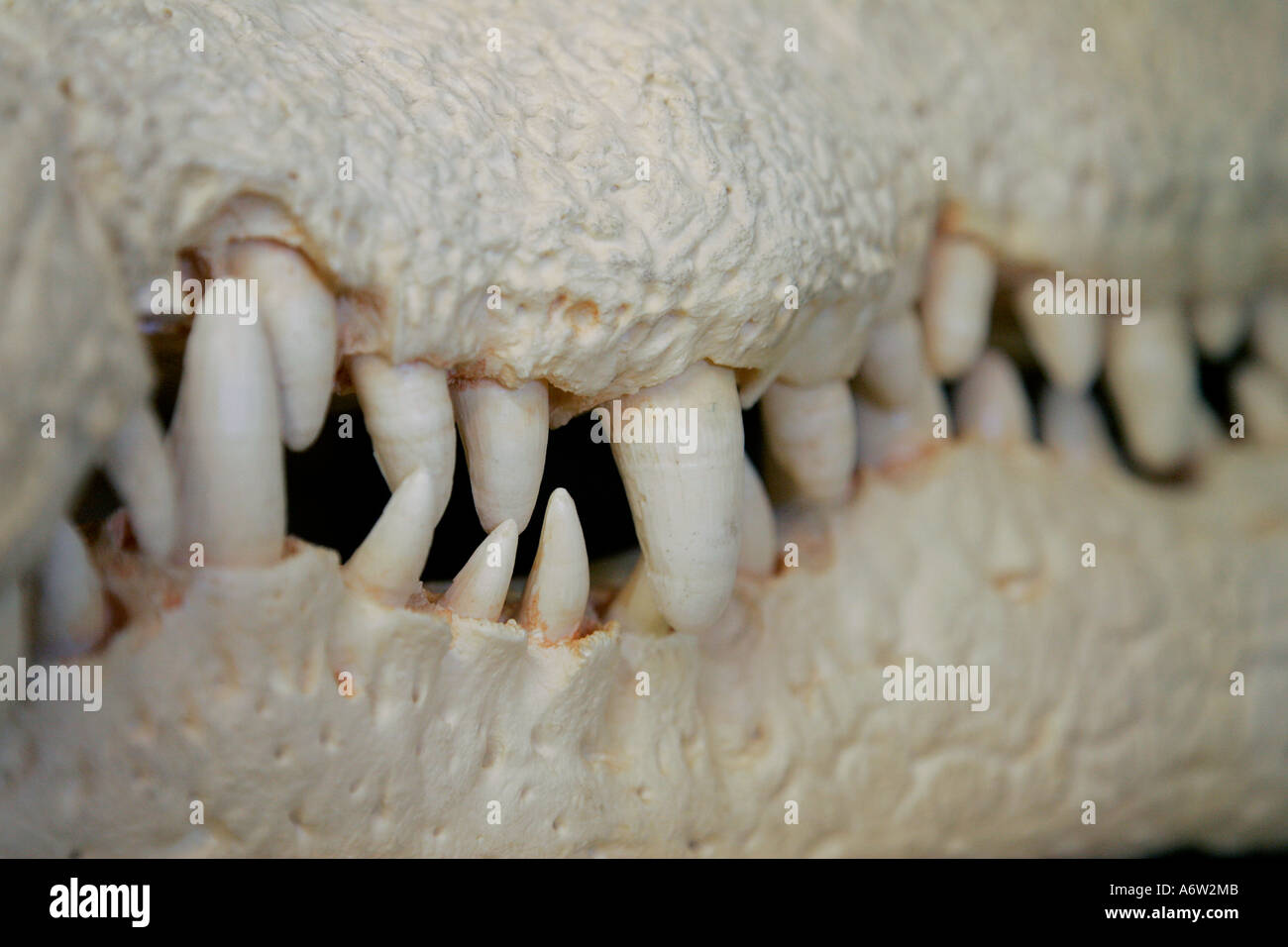 alligator Mississippians tooth teeth swimming surface Anhinga trail ...