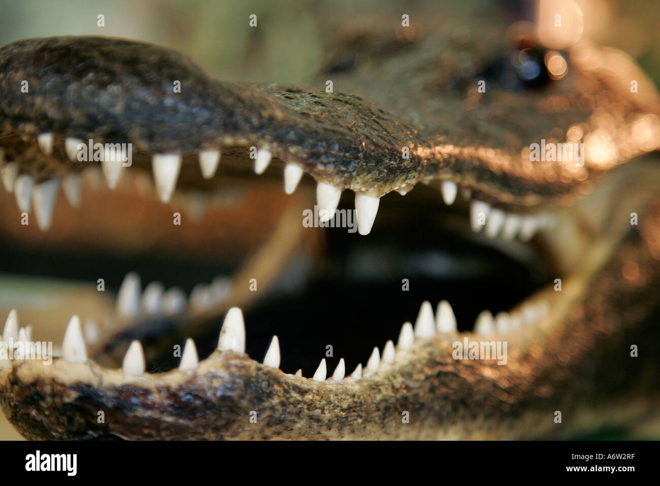alligator Mississippians tooth teeth swimming surface Anhinga trail ...